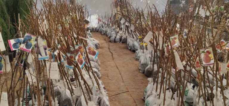 Frutales en cepellón o bolsa – Ferrer Viveros